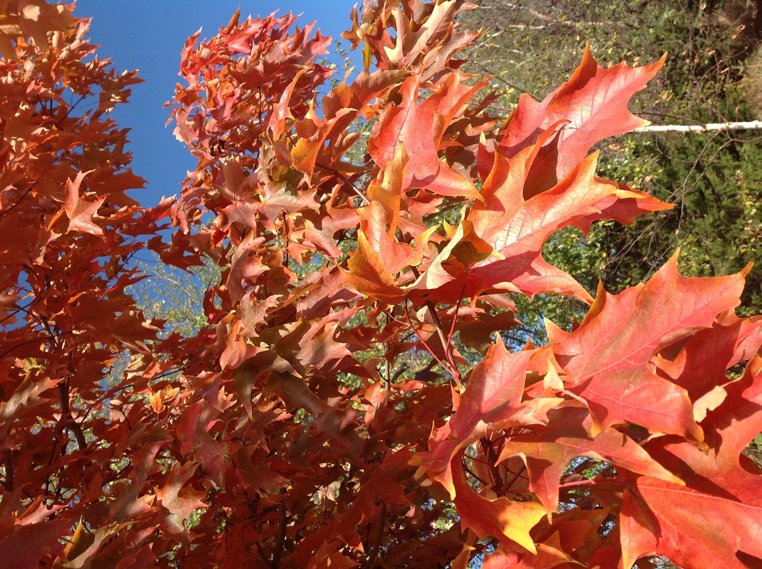 Fall Tree Color - Arbor Hill Tree Farm